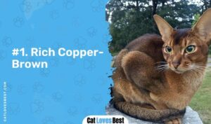 7 Abyssinian Cat Breed Colors (With Pictures)