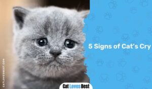 Do Cats Cry? Can Cats Cry Tears? Explained