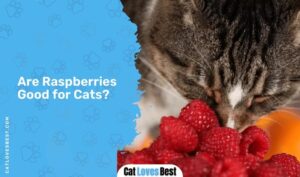 Can Cats Eat Raspberries? Is Raspberries Toxic to Cats?