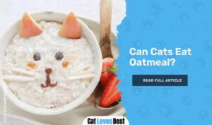 Can Cats Eat Oatmeal? Is Oatmeal Safe for Cats?
