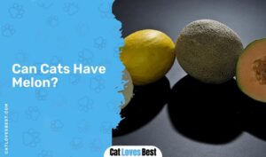 Can Cats Eat Melon? Read Before You Feed