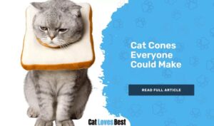 6 DIY Cat Cones Everyone Could Make