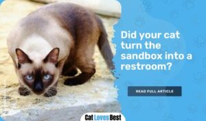 10 Ways To Keep Cats Out Of Sandbox