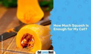 Can Cats Eat Squash? Is Squash Safe for Cats?