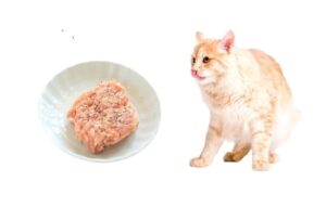 Homemade Cat Food Recipes for Hyperthyroidism! All You Need to Know