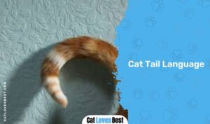 Can Cats Control Their Tails? Get to Know!