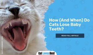 Kitten Teething: How (And When) Do Cats Lose Baby Teeth?