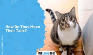Can Cats Control Their Tails? Get to Know!