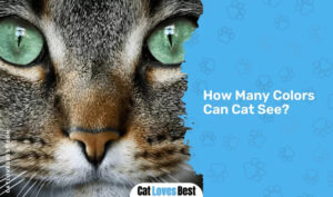 Do Cats See Color? Here's All You Need To Know