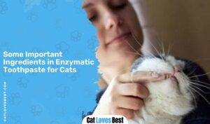 How Does Enzymatic Toothpaste for Cats Work? Tips by Vet!