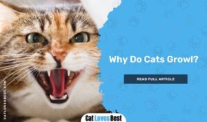 Why Do Cats Growl? And How You Should Stop It