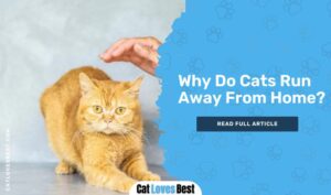 Why Do Cats Run Away From Home? Let’s Find Out Some Interesting Facts!