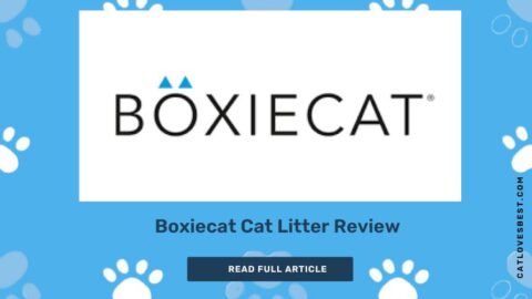 Our 2023's Boxiecat Cat Litter Review - Brutally Honest