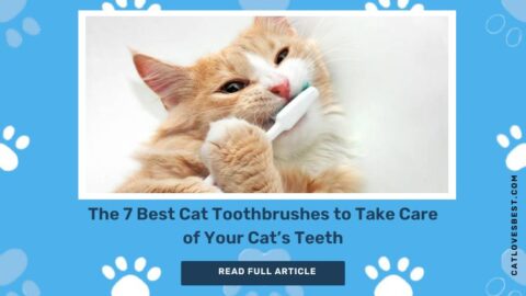 The 7 Best Cat Toothbrushes to Take Care of Your Cat's Teeth