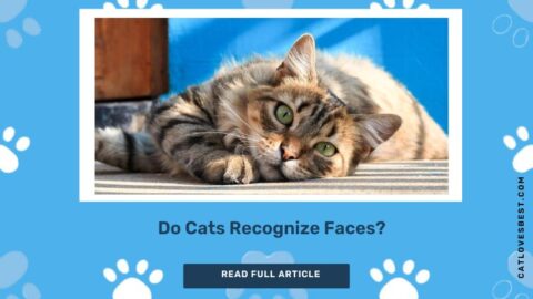 Can Cats Recognize Faces? Let’s Find Out!