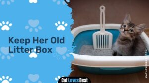 How to Transition Cat to New Litter Box? All You Need to Know!