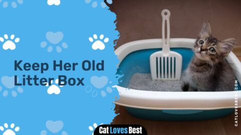 How to Transition Cat to New Litter Box? All You Need to Know!