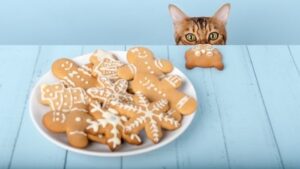 Homemade Cat Biscuit Recipe — Make Using Simple Ingredients
