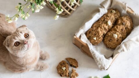 Cat Food - From Feline Lovers