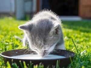 Homemade Kitten Milk Replacer Recipe: Feline-approved Feeding