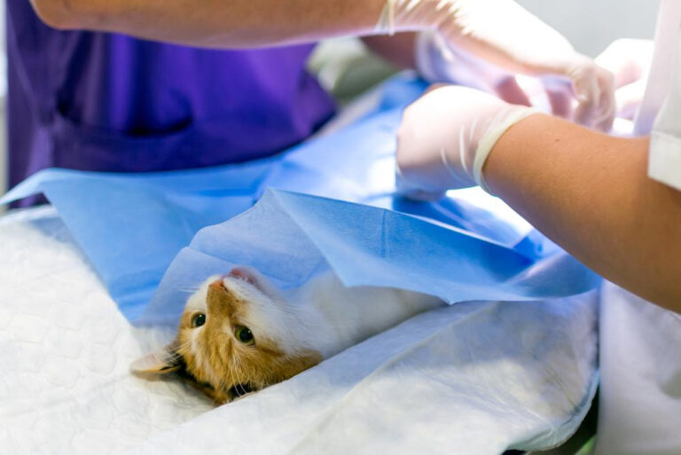 7 Tips To Care After Neutering Your Cat Or Dog