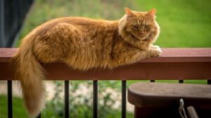 Do Cats Have Periods? Unveiling the Truth Behind Feline Reproductive Cycles