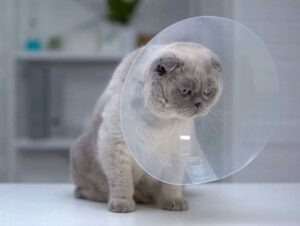Do Cats Have Periods? Unveiling the Truth Behind Feline Reproductive Cycles