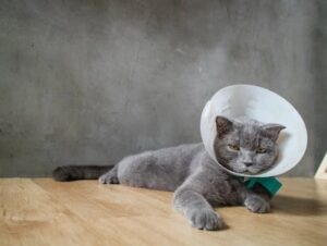 Do Cats Have Periods? Unveiling the Truth Behind Feline Reproductive Cycles