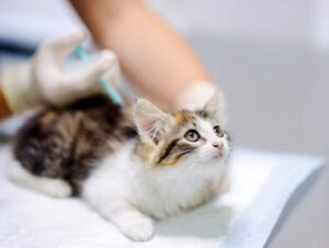 FVRCP Vaccination for Cats: Shielding Your Feline Friend from Viral Threats