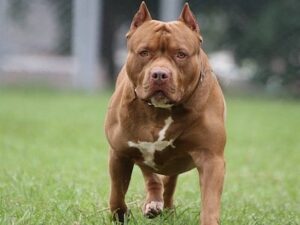 Can Pitbulls Live with Cats? Exploring Harmony in Multi-Pet Homes