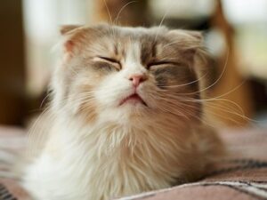 Cat Respiration Rate: A Vital Metric for Assessing Cat Wellness