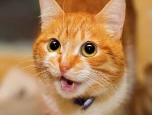 Cat Respiration Rate: A Vital Metric for Assessing Cat Wellness