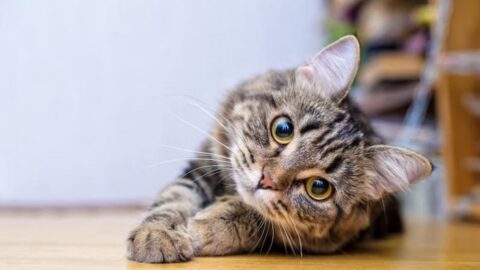Cat Respiration Rate: A Vital Metric for Assessing Cat Wellness