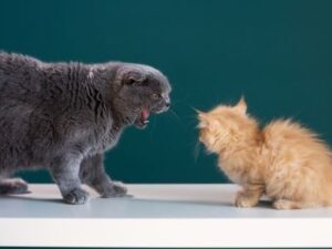Do Male Cats Kill Kittens? Potential Risks and Precautions