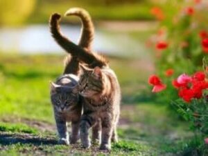 How Do Cats Mate? Celebrating Love