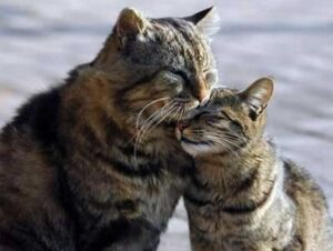 How Do Cats Mate? Celebrating Love
