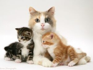 How Do Cats Mate? Celebrating Love