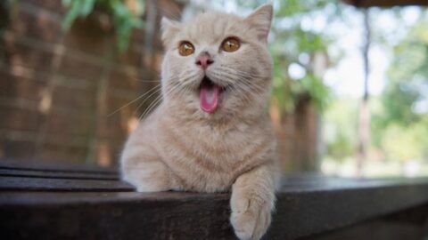 Why Do Cats Smack Their Lips? Unveiling the Fascinating Feline Behavior