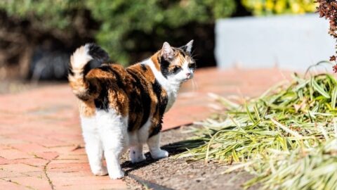 Cow Hocked in Cats: How to Identify and Manage This Condition