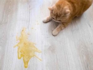 Why Is My Cat Throwing Up Food But Acting Normal? Unveiling the Mystery
