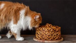 Can Cats Eat Pretzels? Safe and Delicious Alternatives