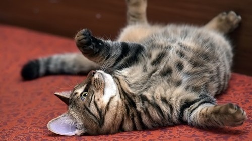 Why Do Cats Flop Over Exploring The Adorable Feline Behavior