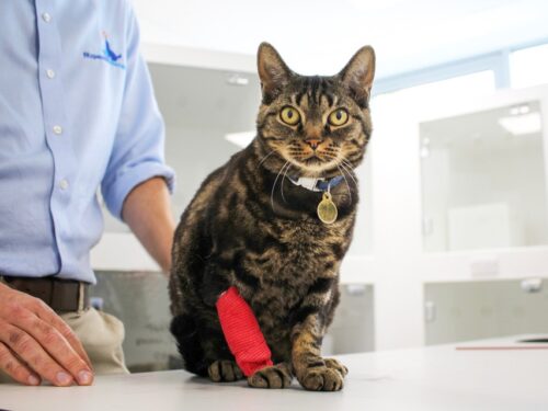 Lymphoma In Cats: Feline Health Matters