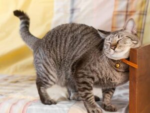 Why Do Cats Flop Over? Exploring the Adorable Feline Behavior