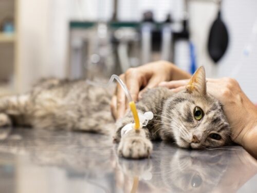 Lymphoma In Cats: Feline Health Matters